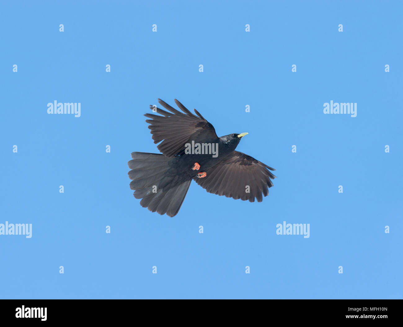 Alpine Chough or Yellow-Billed Chough, (Pyrrhocorax graculus),in flight ...