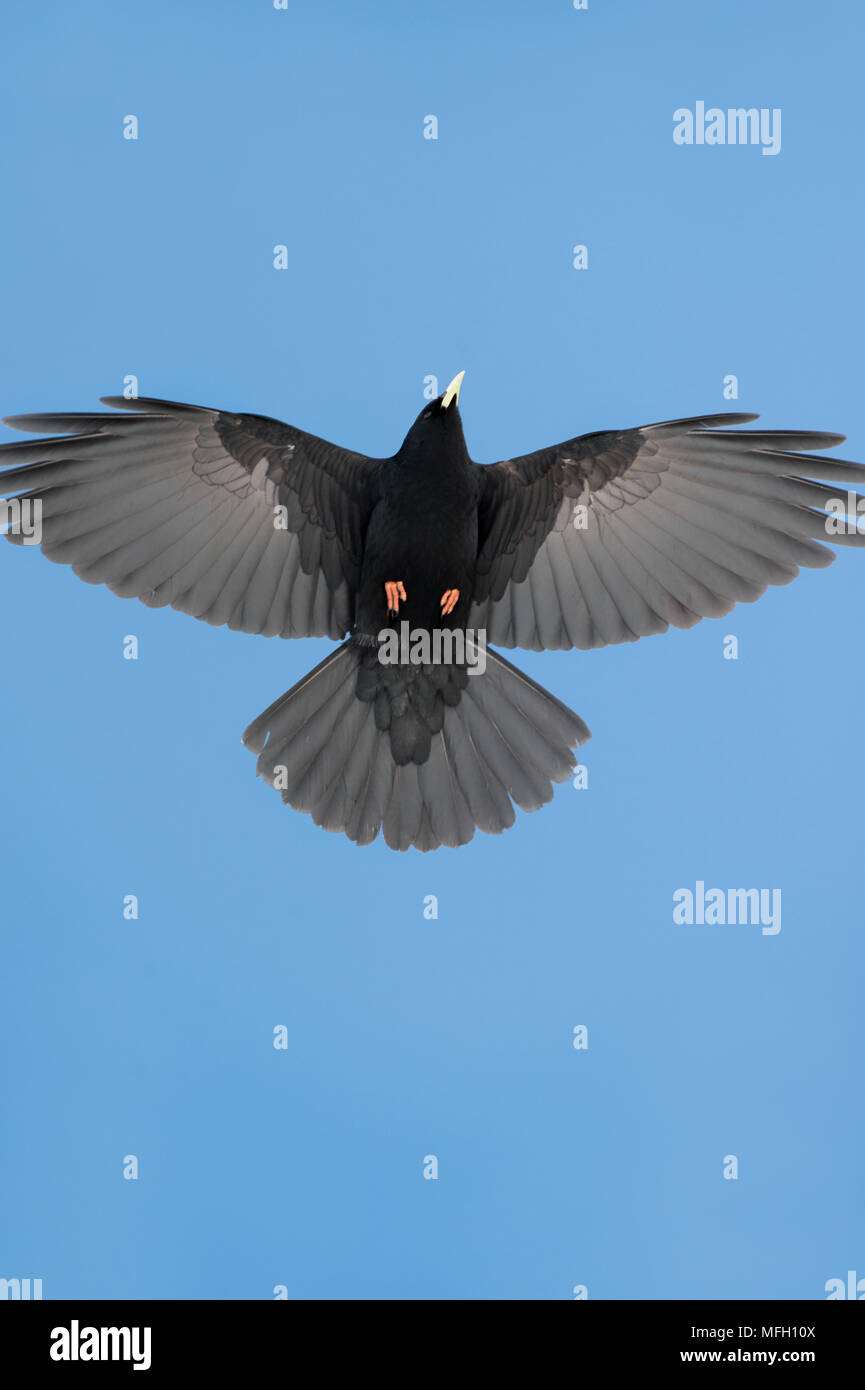 Alpine Chough or Yellow-Billed Chough, (Pyrrhocorax graculus),in flight ...