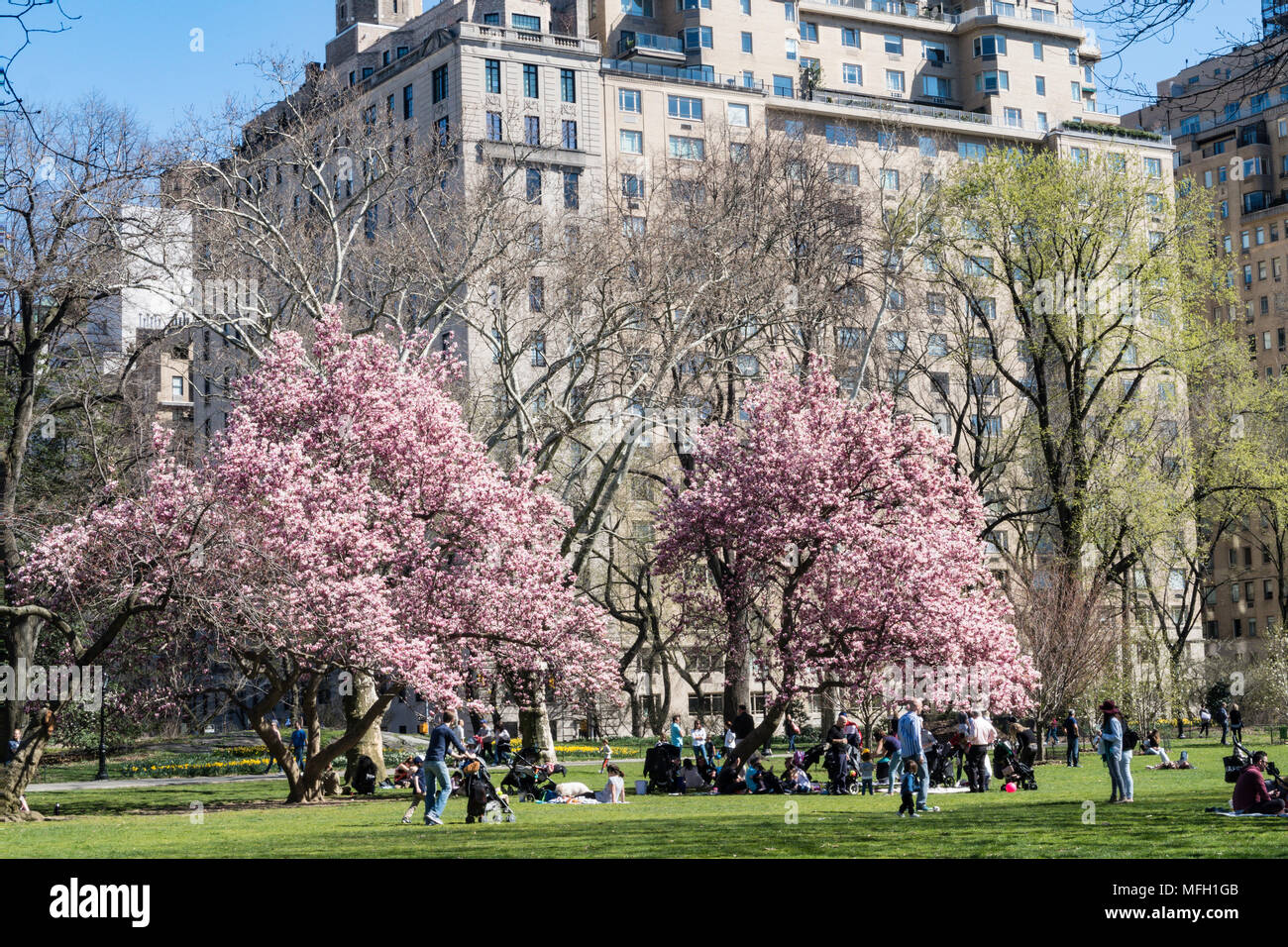 Springtime in Central Park, New York City, USA Stock Photo - Alamy