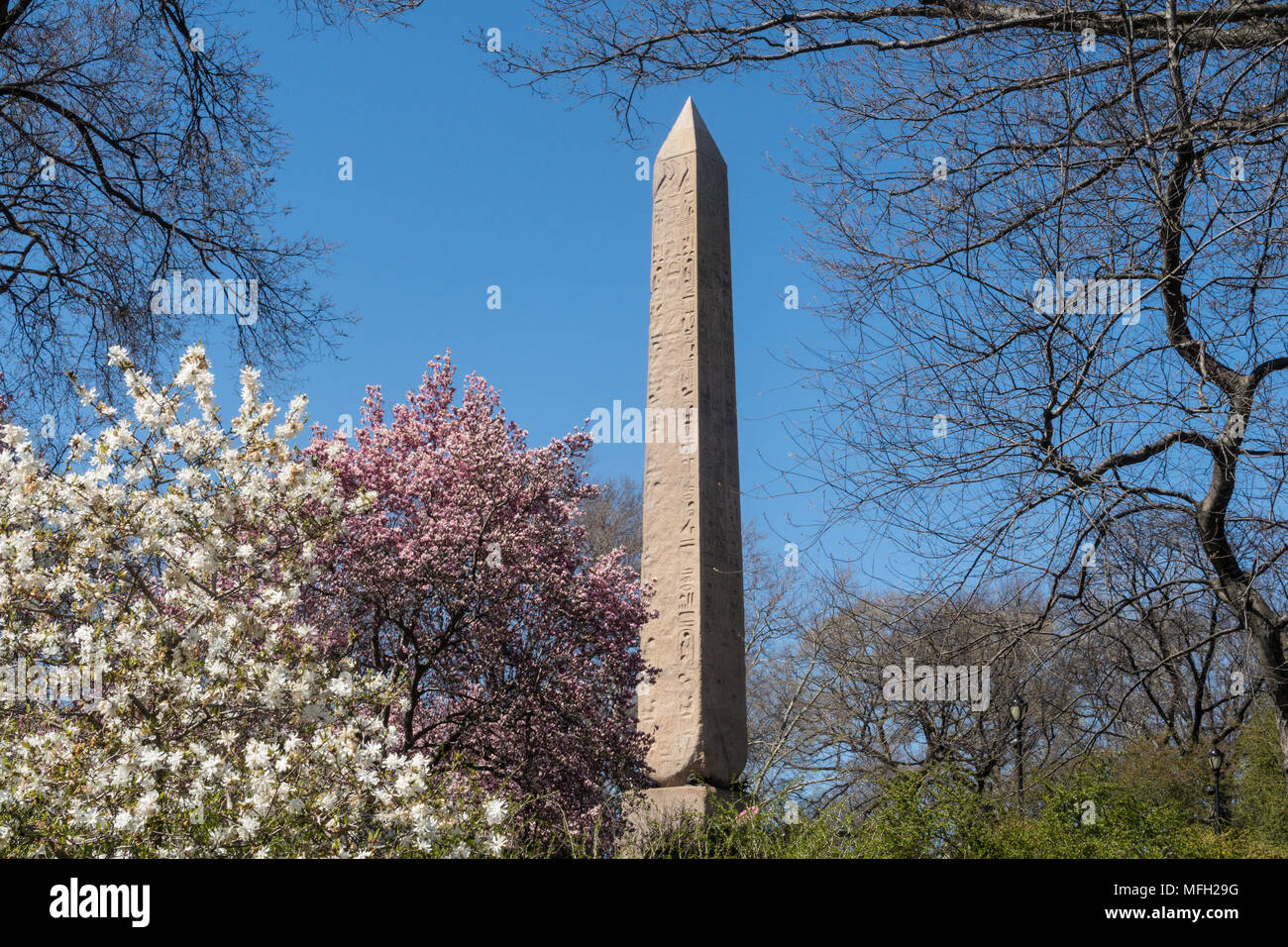 Cleopatra's Needle Obelisk is Surrounded by Magnolia Trees Blooming in ...