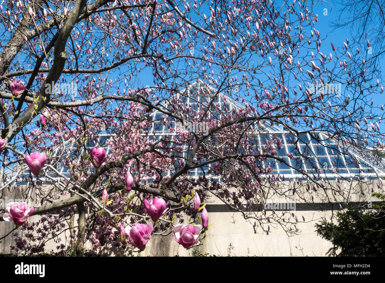 Beautiful Magnolia Tree Blooming with the Metropolitan Museum of Art in ...