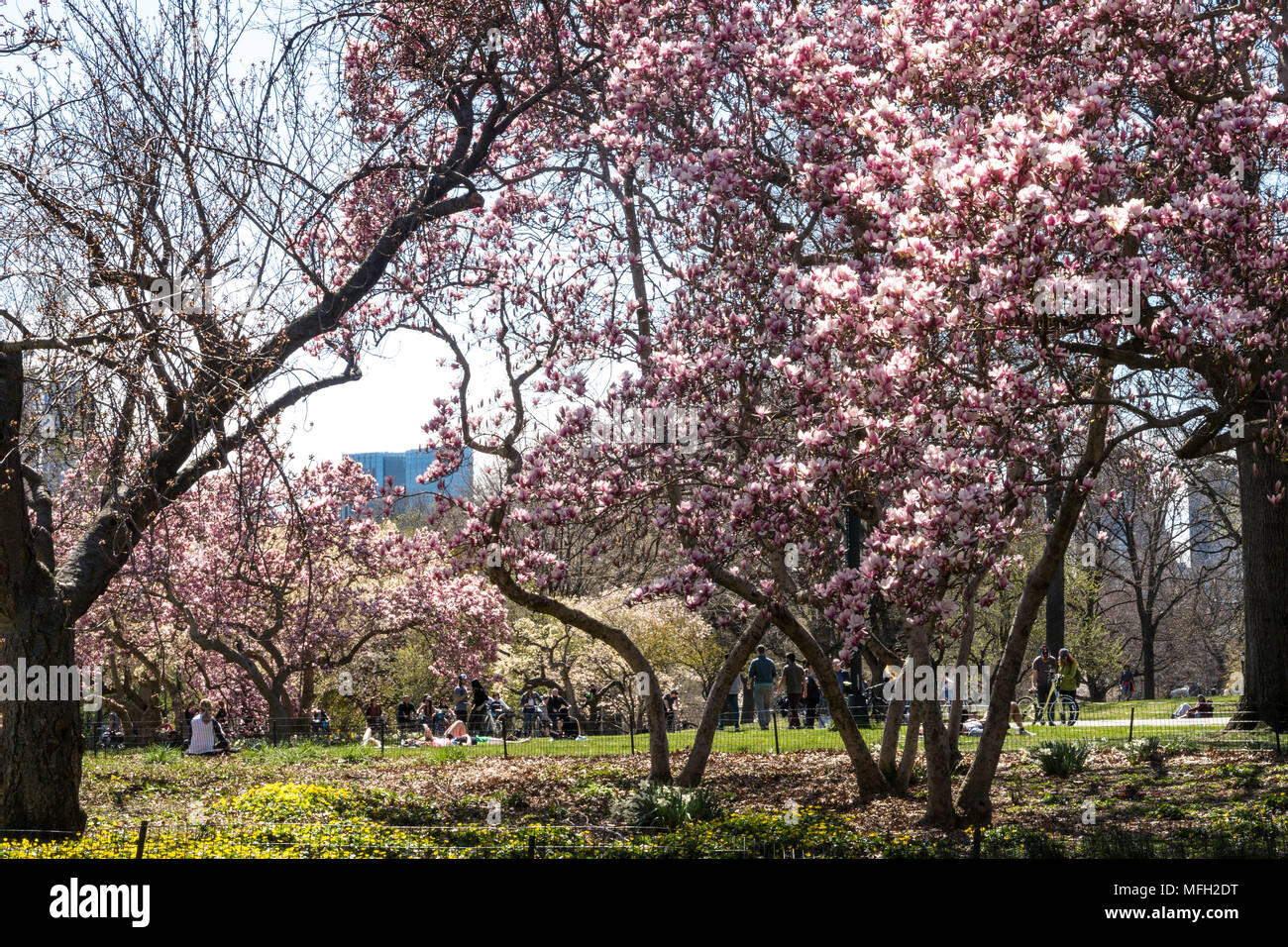 Central Park in Springtime, NYC, USA Stock Photo - Alamy