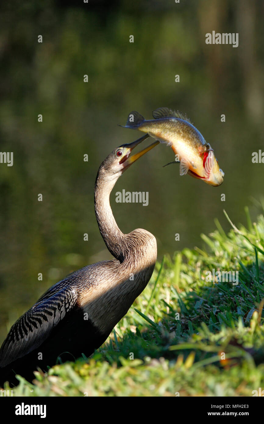 Anhinga with fish in mouth hi-res stock photography and images - Alamy