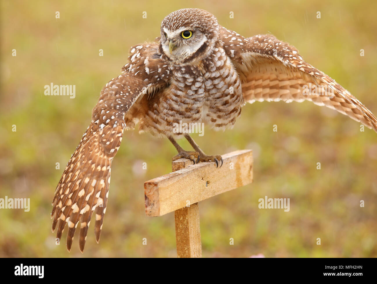 Burrowing Owl (Athene cunicularia) spreading wings in the rain, United ...