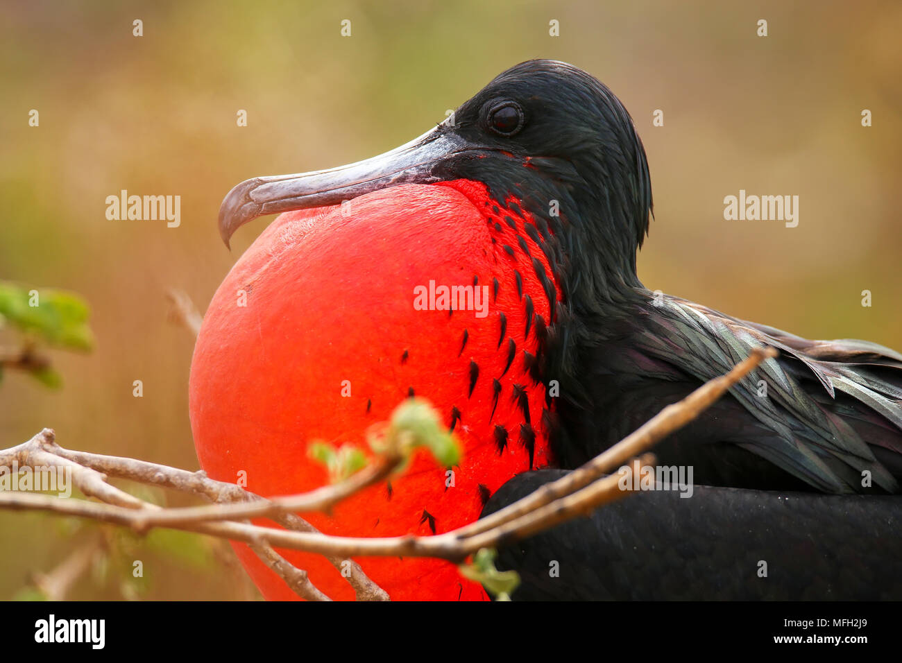 Male Magnificent Frigatebird (Fregata magnificens) with inflated gular ...