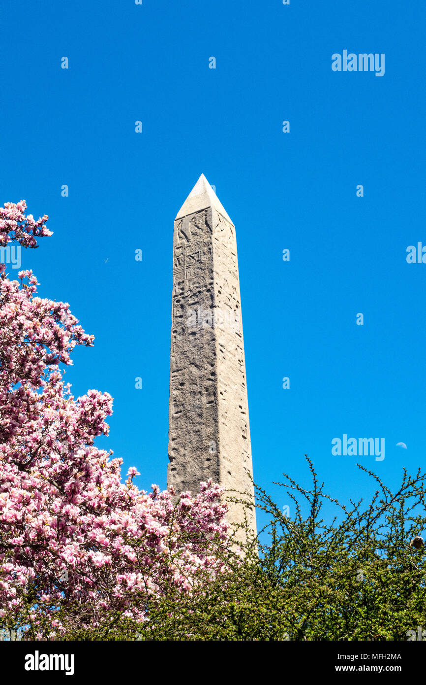 Cleopatra's Needle Obelisk is Surrounded by Magnolia Trees Blooming in ...