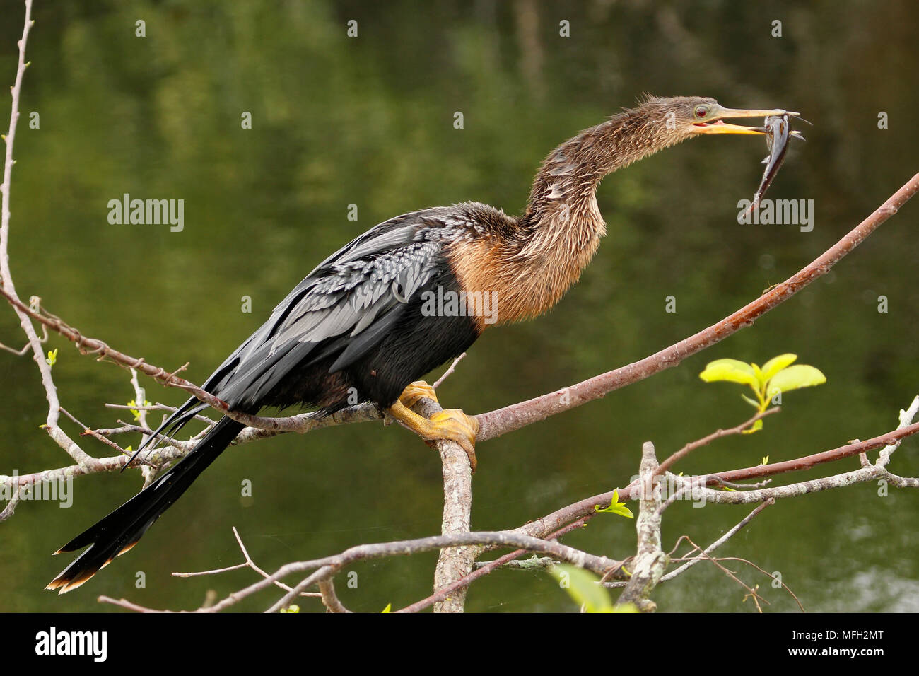 Anhinga (Anhinga anhinga) eating fish, United States of America, North ...