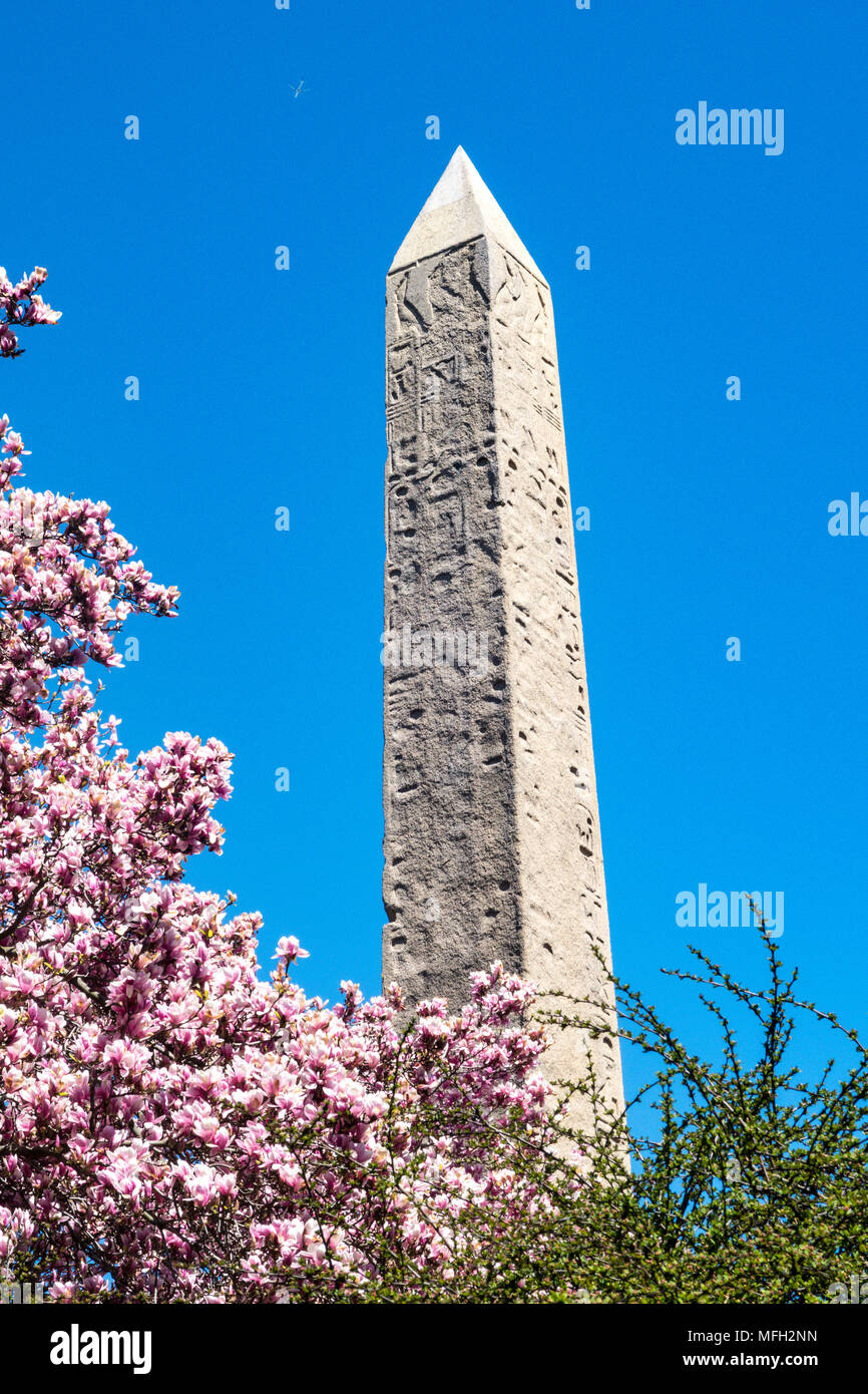 Cleopatra's Needle Obelisk is Surrounded by Magnolia Trees Blooming in ...