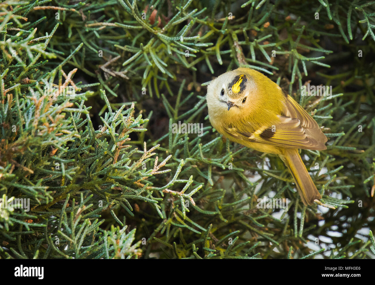Goldcrest on a Juniper tree Stock Photo - Alamy