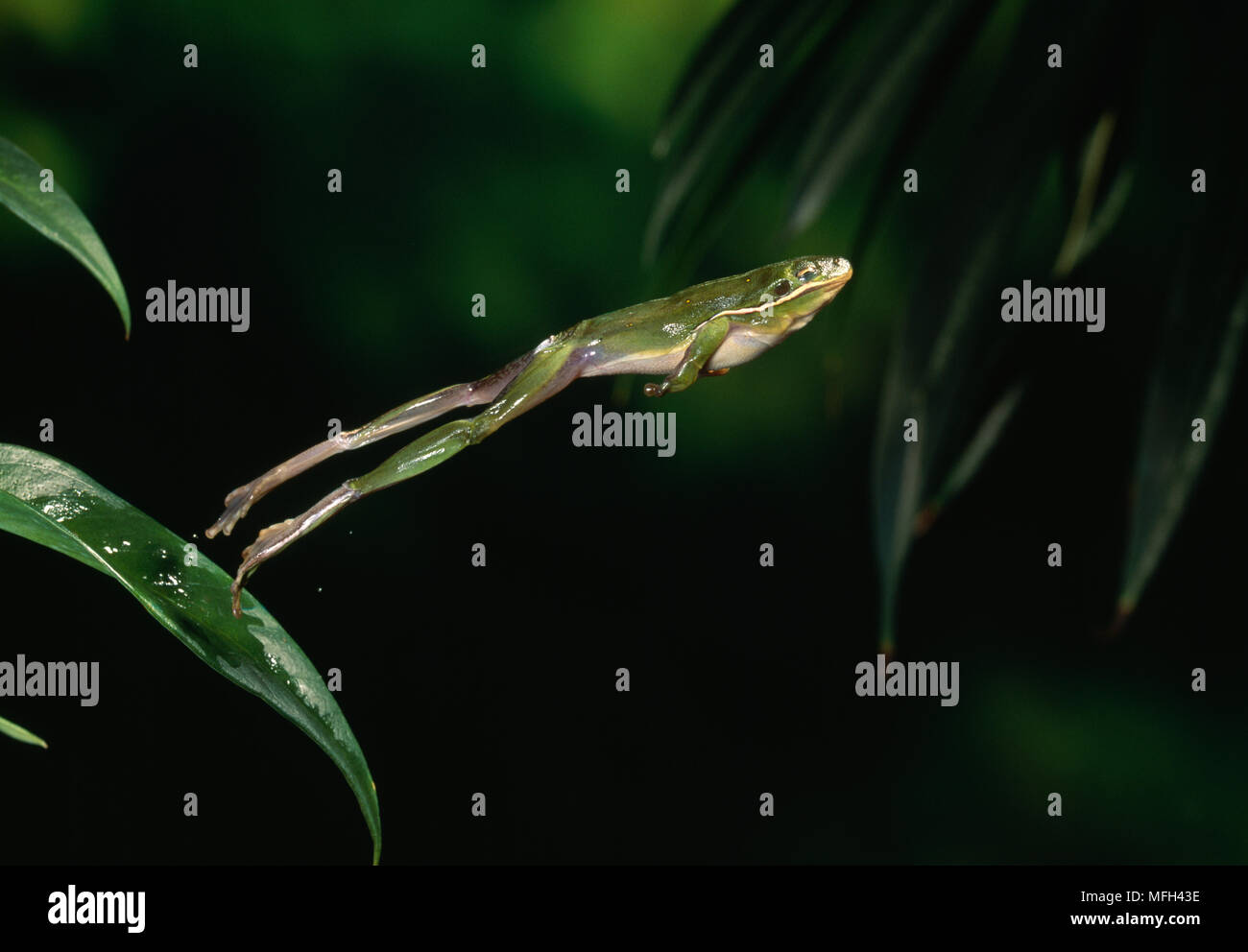 GREEN TREE FROG leaping Hyla cinerea North America Stock Photo - Alamy