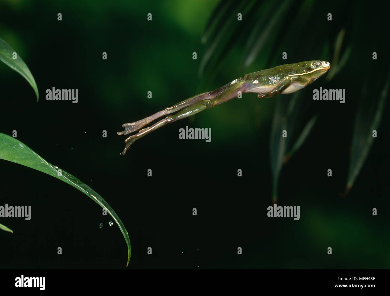 GREEN TREE FROG leaping Hyla cinerea North America Stock Photo - Alamy