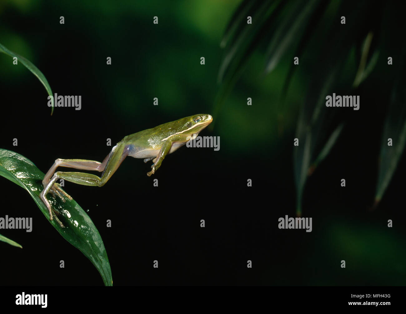 GREEN TREE FROG leaping Hyla cinerea North America Stock Photo - Alamy