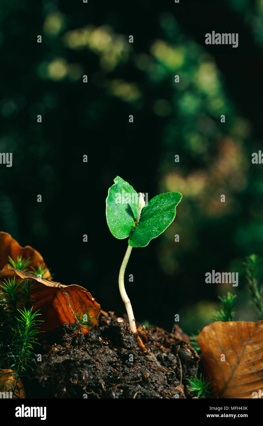 BEECH seedling Fagus sylvatica with cotyledons Stock Photo - Alamy