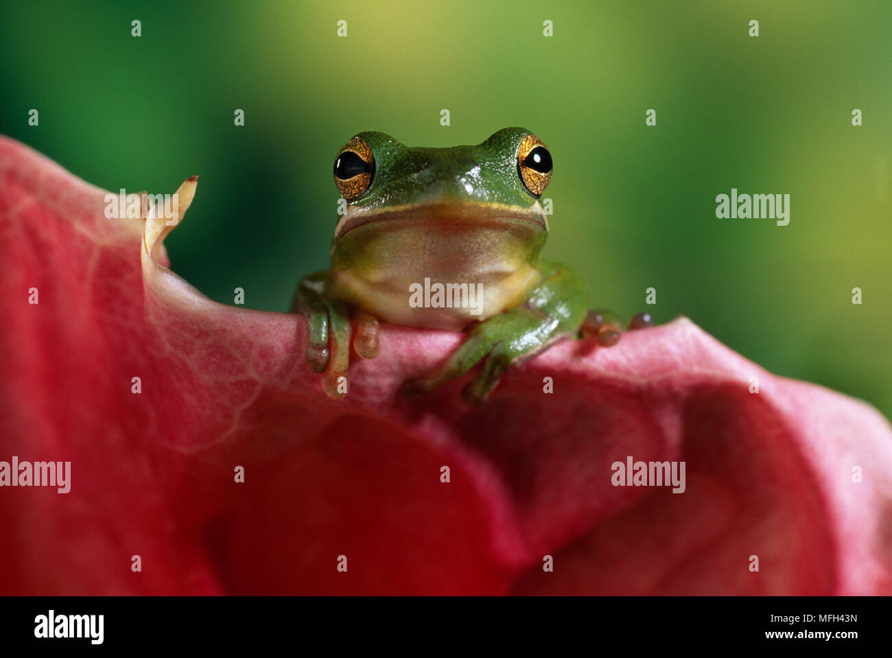 GREEN TREE FROG Hyla cinerea Stock Photo - Alamy