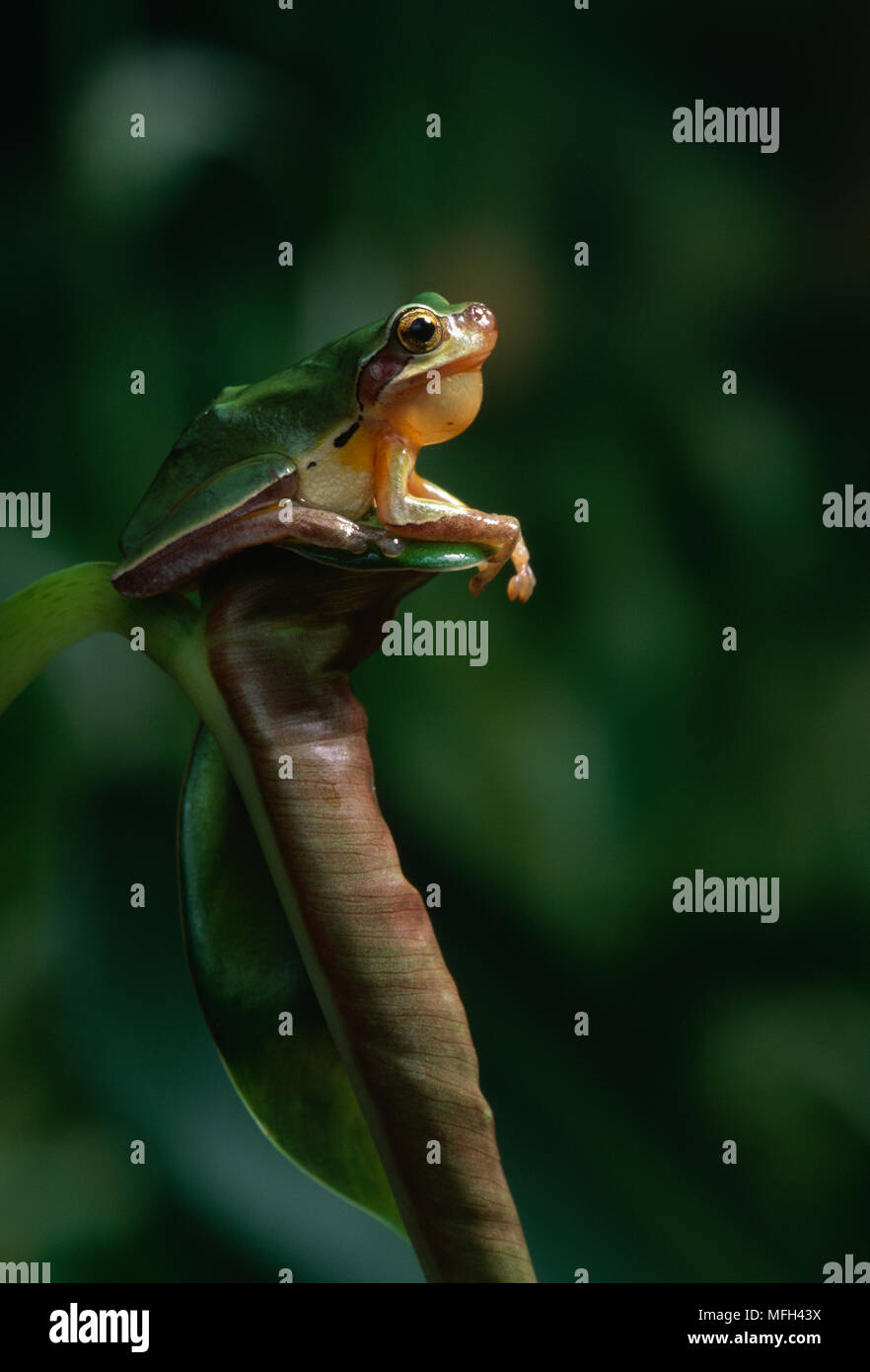 CHINESE TREE FROG singing Rana chinensis Stock Photo - Alamy