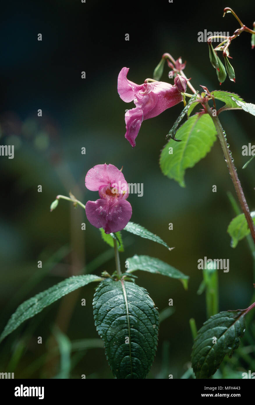 INDIAN or HIMALAYAN BALSAM Impatiens glandulifera in flower Stock Photo ...