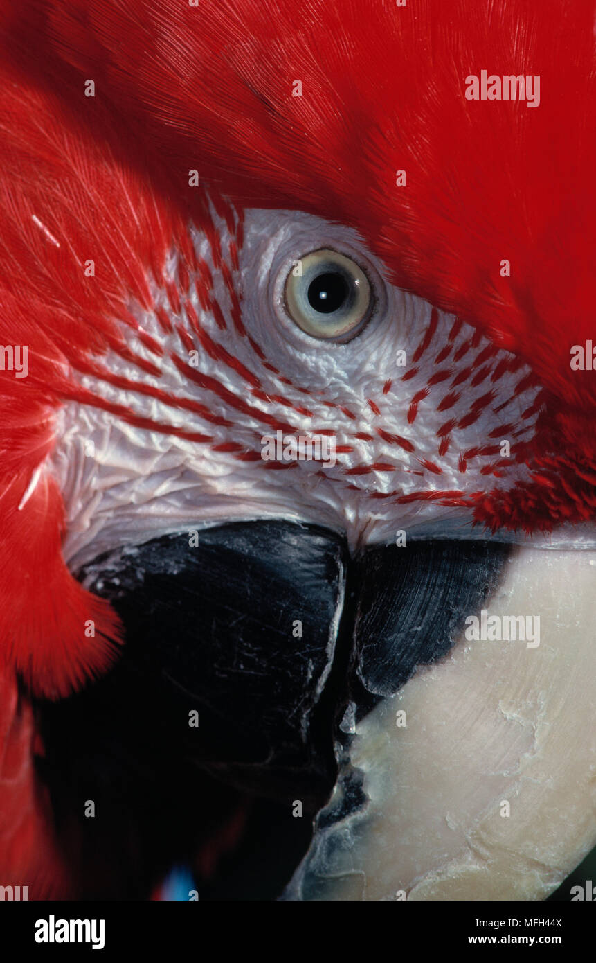 GREEN-WINGED MACAW Ara chloroptera face Stock Photo - Alamy