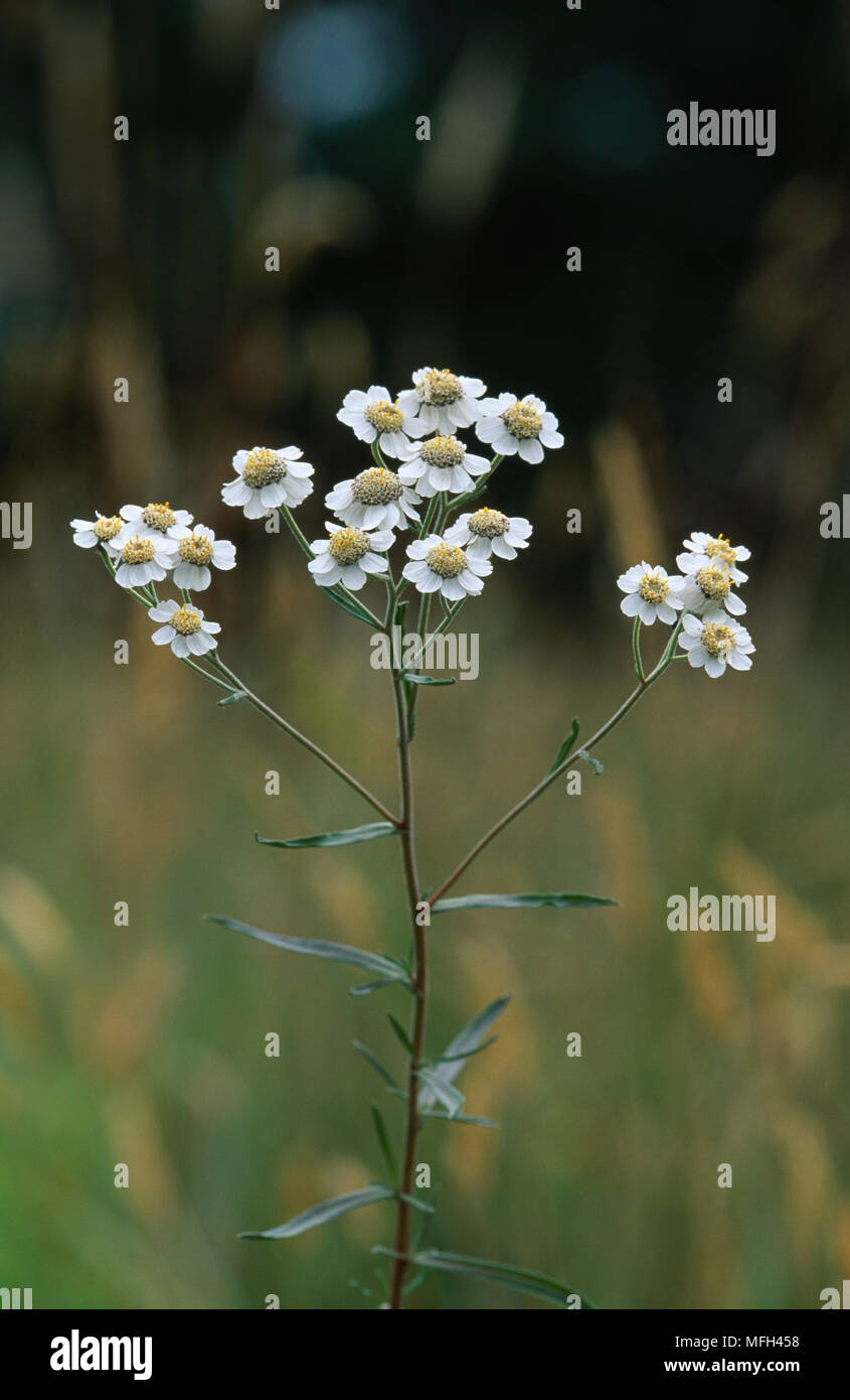 Sneezewort achillea ptarmica hi-res stock photography and images - Alamy