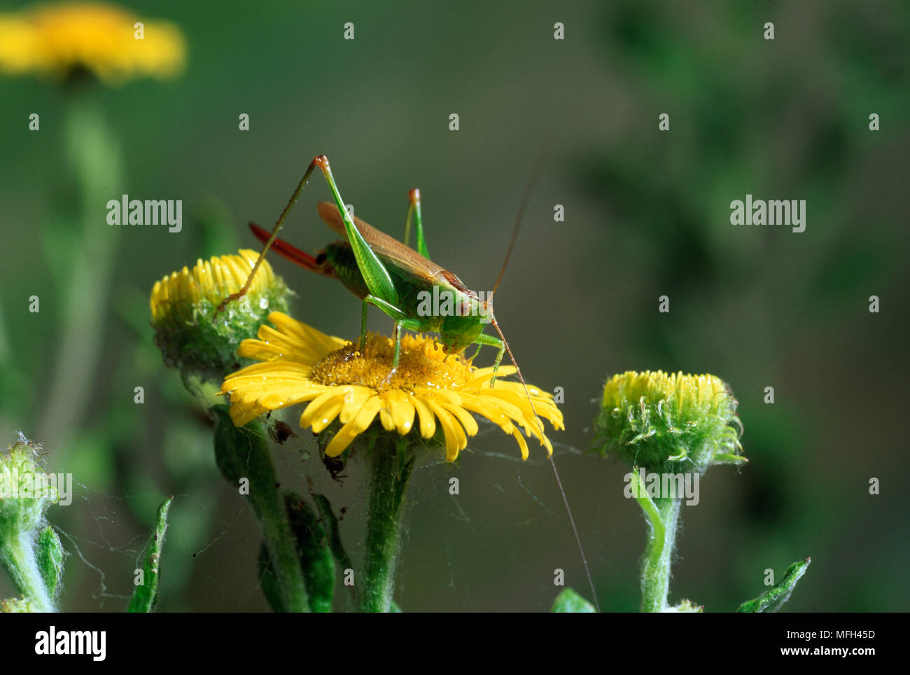 LONG-WINGED CONEHEAD Conocephalus discolor on composite Stock Photo - Alamy