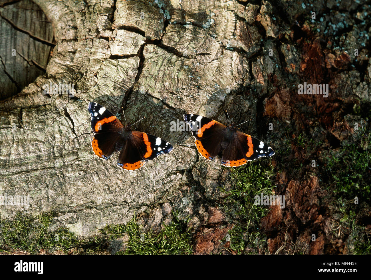 Sipping sap hi-res stock photography and images - Alamy