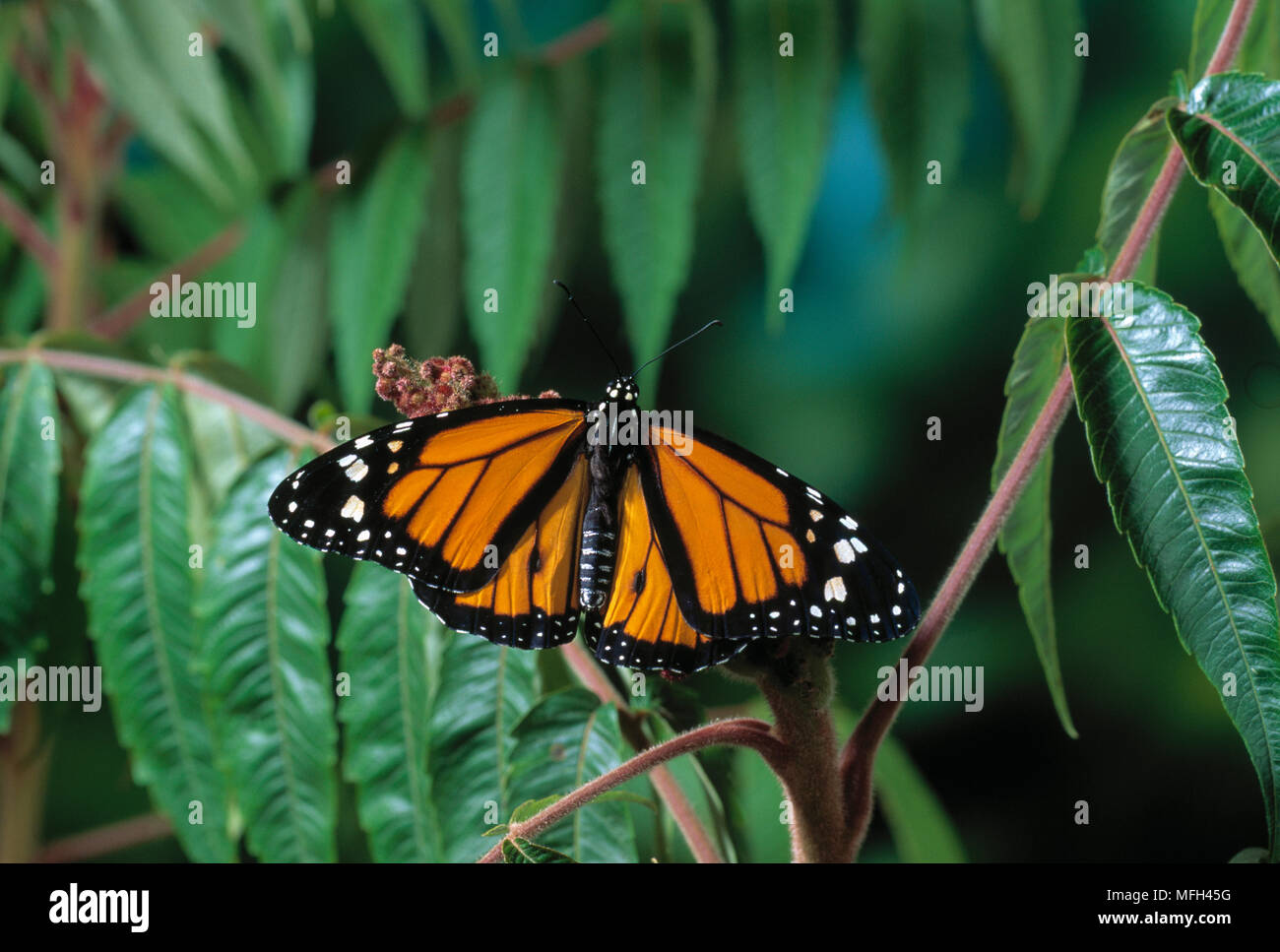MONARCH BUTTERFLY Danaus plexippus Stock Photo - Alamy