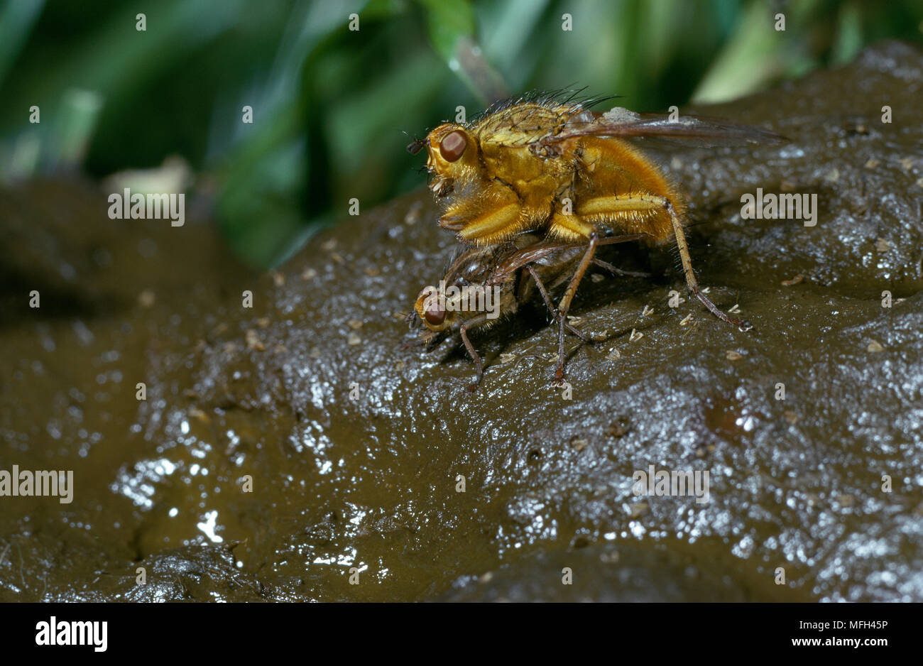 Mating yellow dung flies hi-res stock photography and images - Alamy