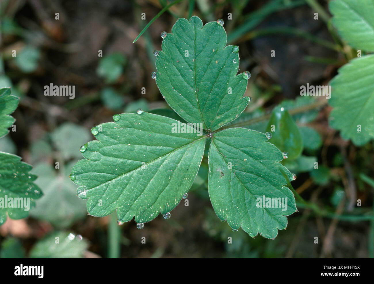 Guttation strawberry leaf hi-res stock photography and images - Alamy