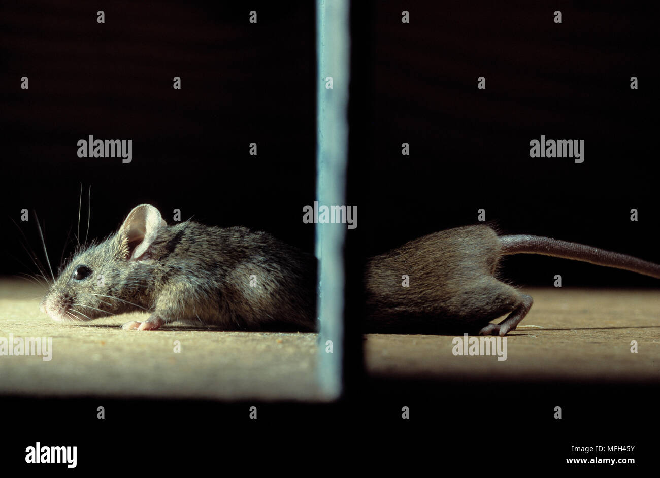 HOUSE MOUSE Mus musculus squeezing through hole Stock Photo - Alamy