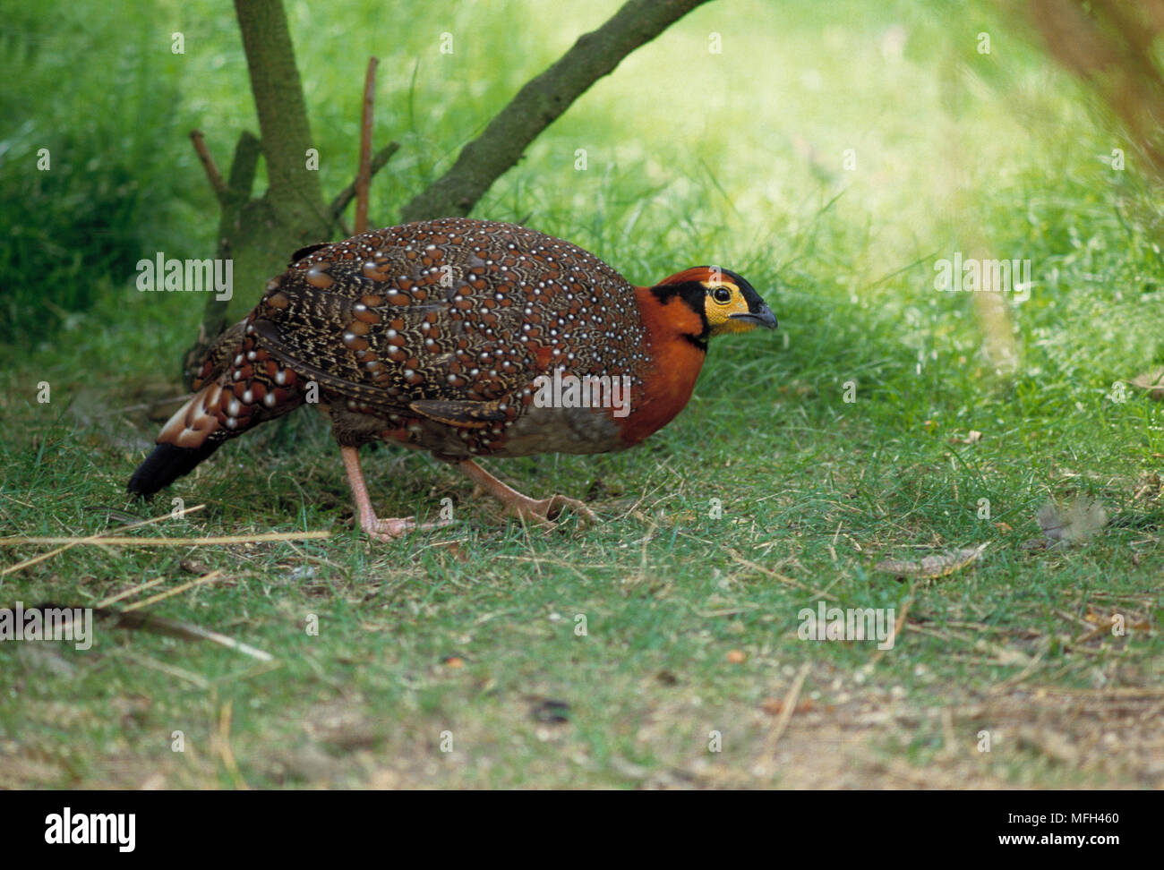 Tragopan pheasant hi-res stock photography and images - Alamy
