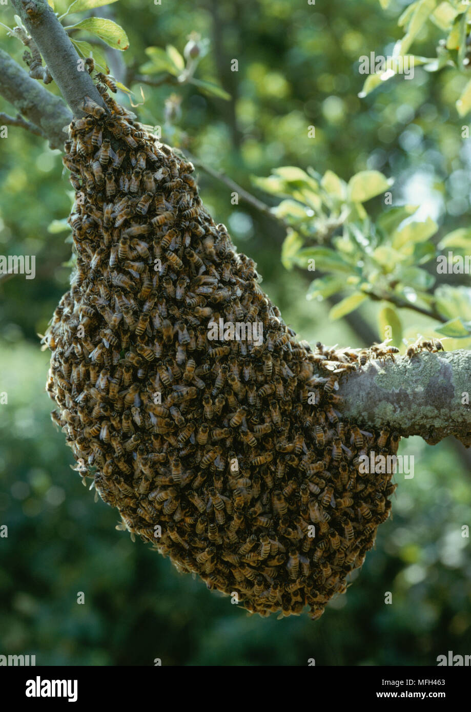 Swarming crowds hi-res stock photography and images - Alamy