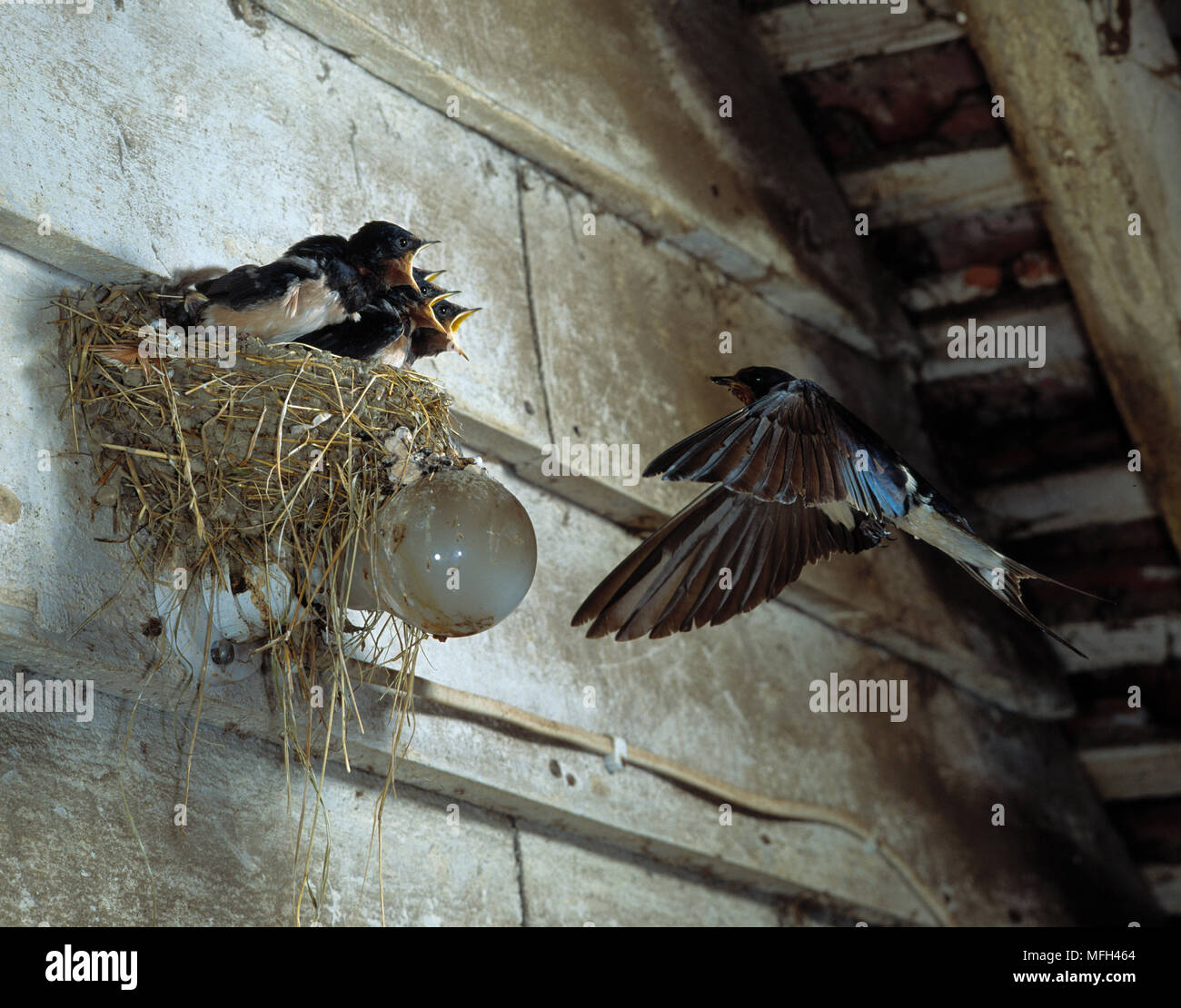 Baby barn swallow uk hi-res stock photography and images - Alamy