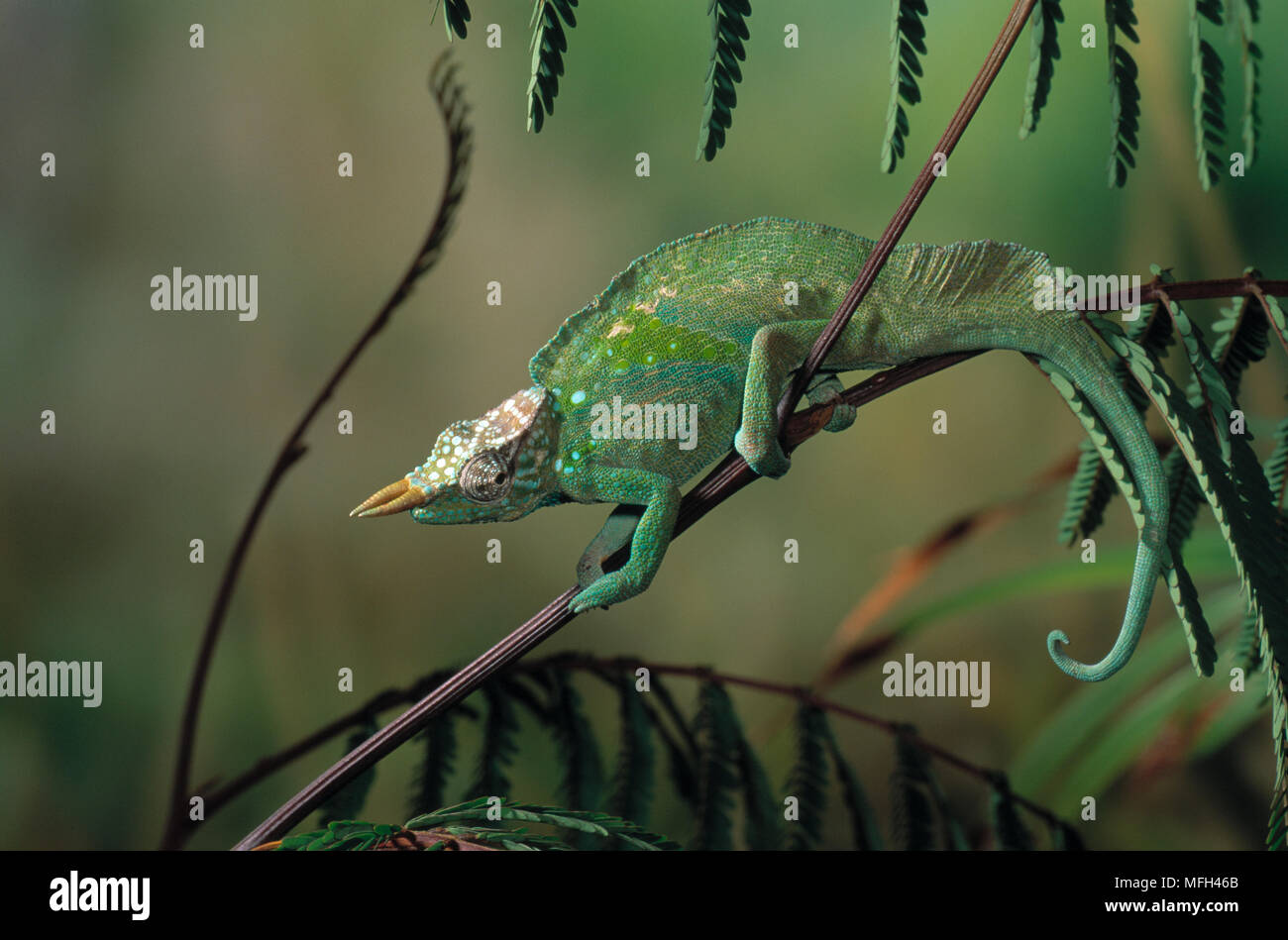 TWO-HORNED MOUNTAIN CHAMELEON Chamaeleo montium Stock Photo - Alamy