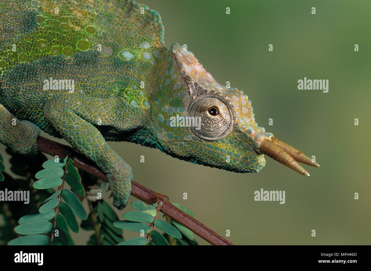 TWO-HORNED MOUNTAIN CHAMELEON Chamaeleo montium Stock Photo - Alamy