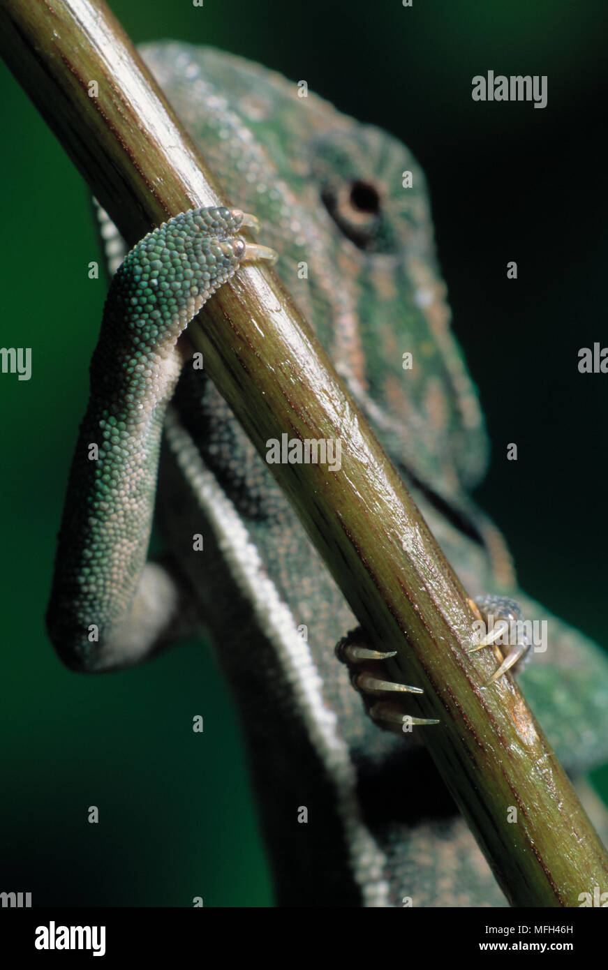 CARPET CHAMELEON Chamaeleo linearis feet Stock Photo - Alamy