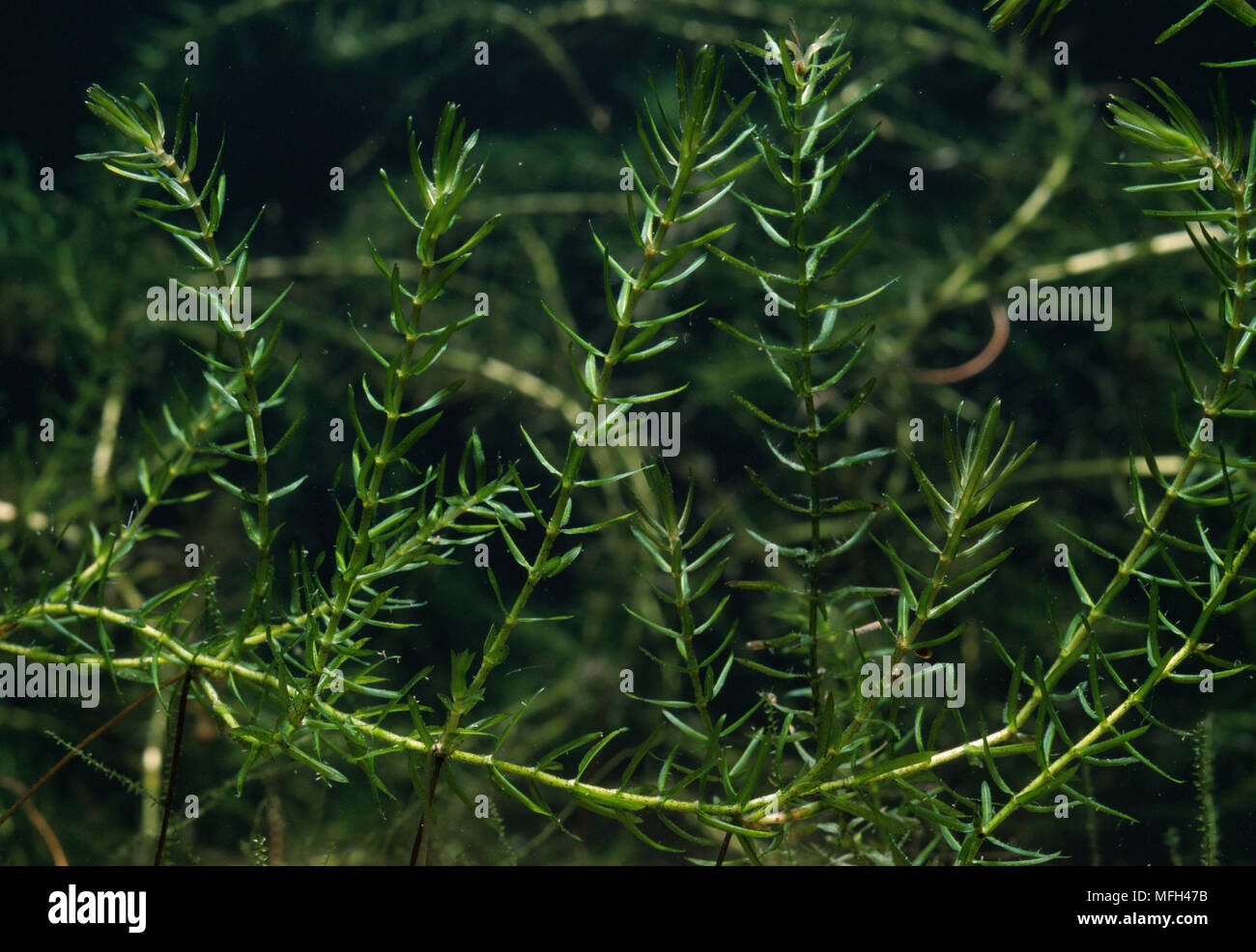CANADIAN PONDWEED Elodea canadensis Stock Photo - Alamy