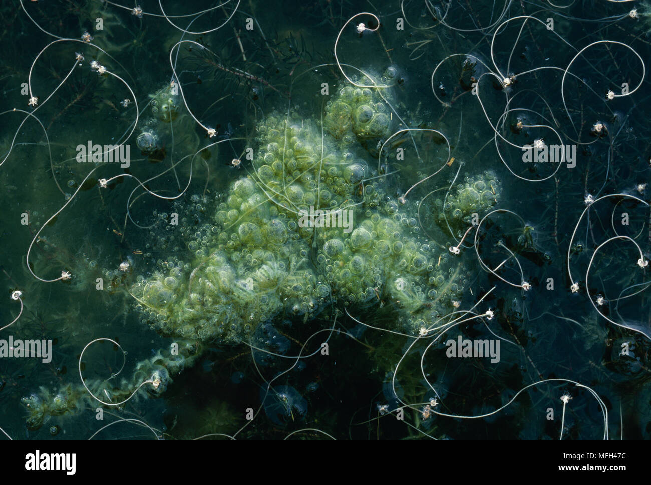 Canadian pondweed elodea canadensis hi-res stock photography and images ...