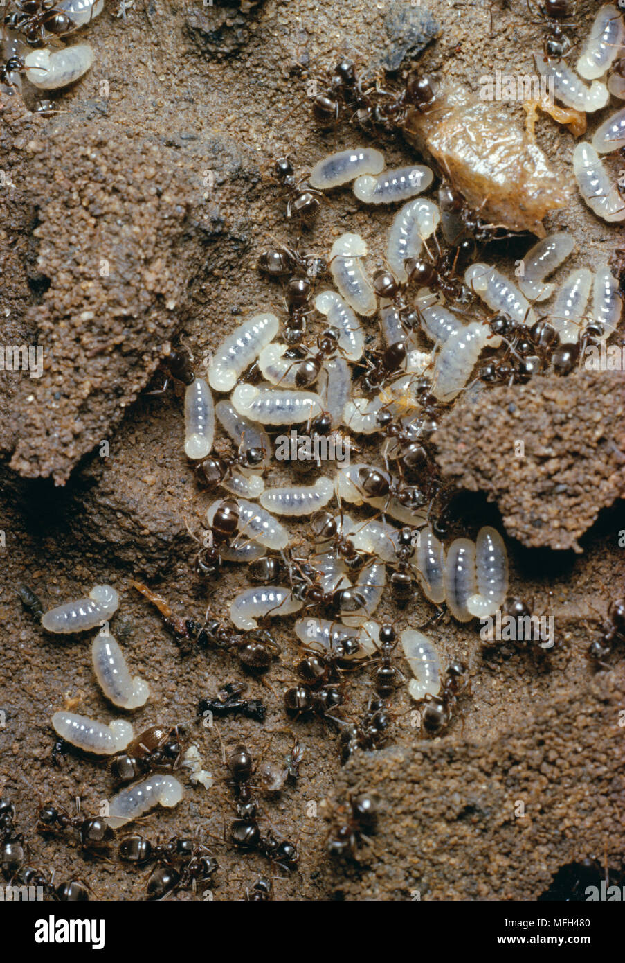 BLACK ANTS Lasius niger in nest, tending larvae Stock Photo - Alamy
