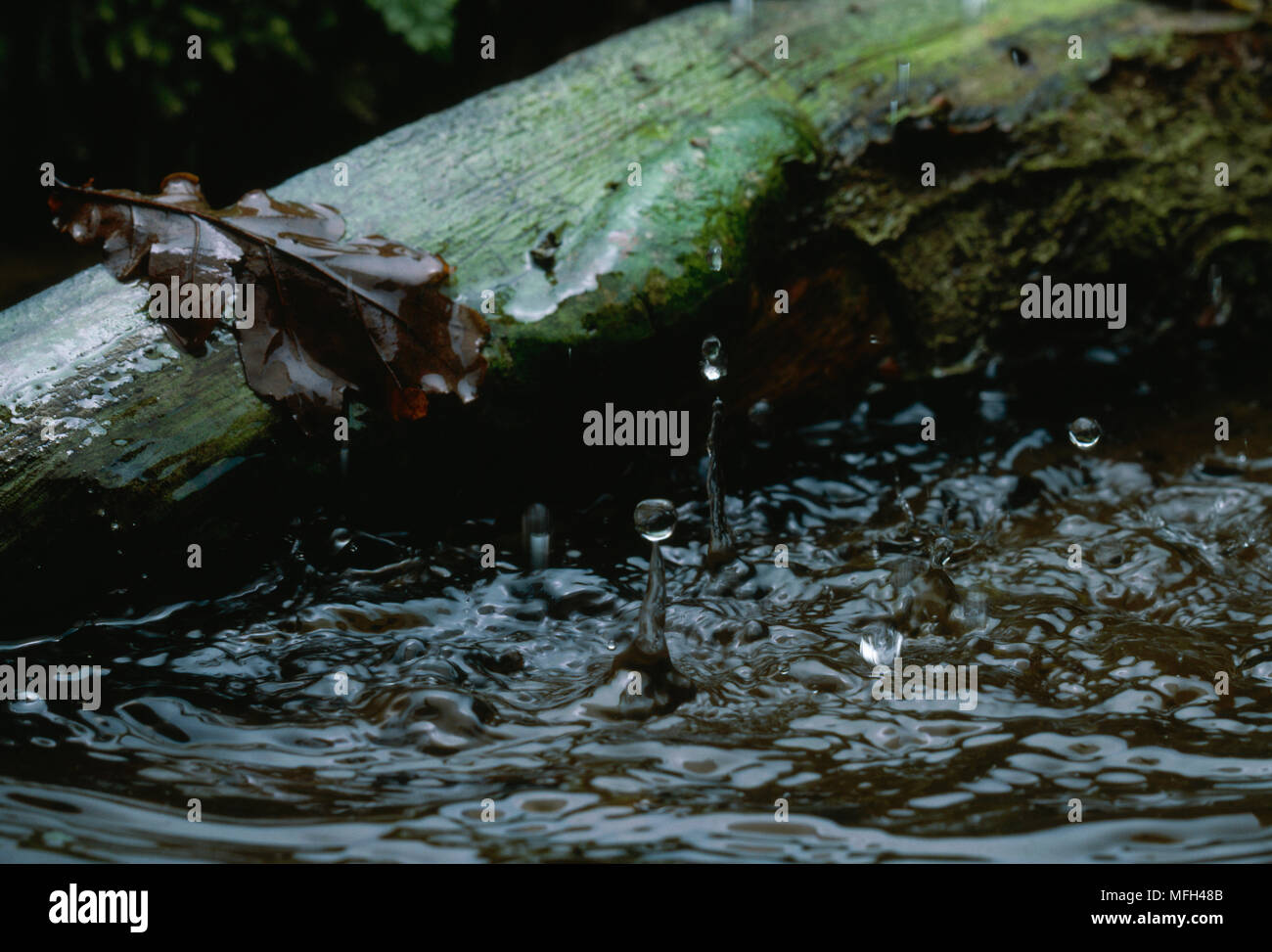 RAINDROPS FALLING INTO STREAM Large raindrops into flowing water ...