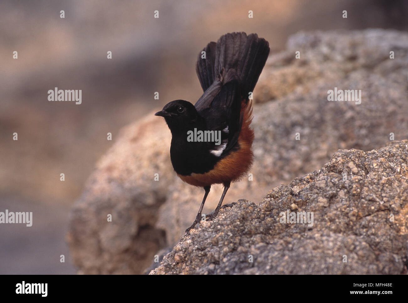 MOCKING CHAT or CLIFF CHAT Thamnolea cinnamomeiventris male on rock ...