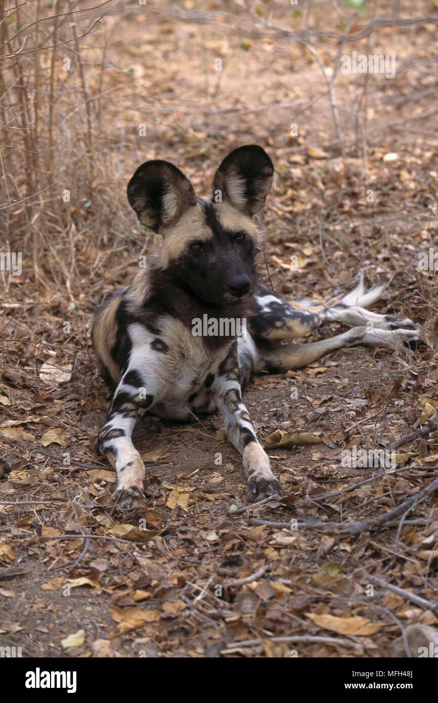 Resting african wild dogs hi-res stock photography and images - Alamy