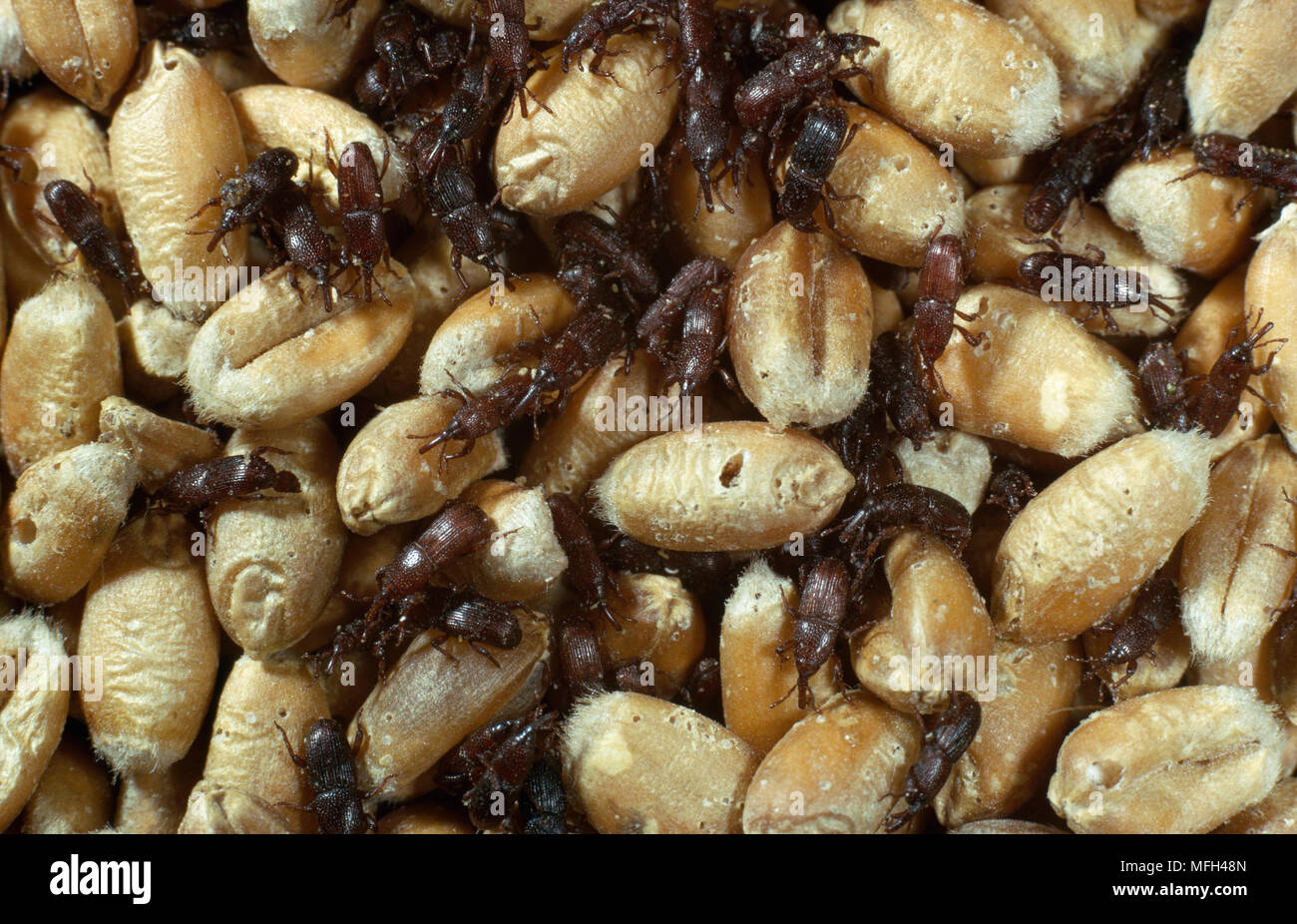 GRAIN WEEVILS Sitophilus granarius infesting grain harvest Stock Photo ...