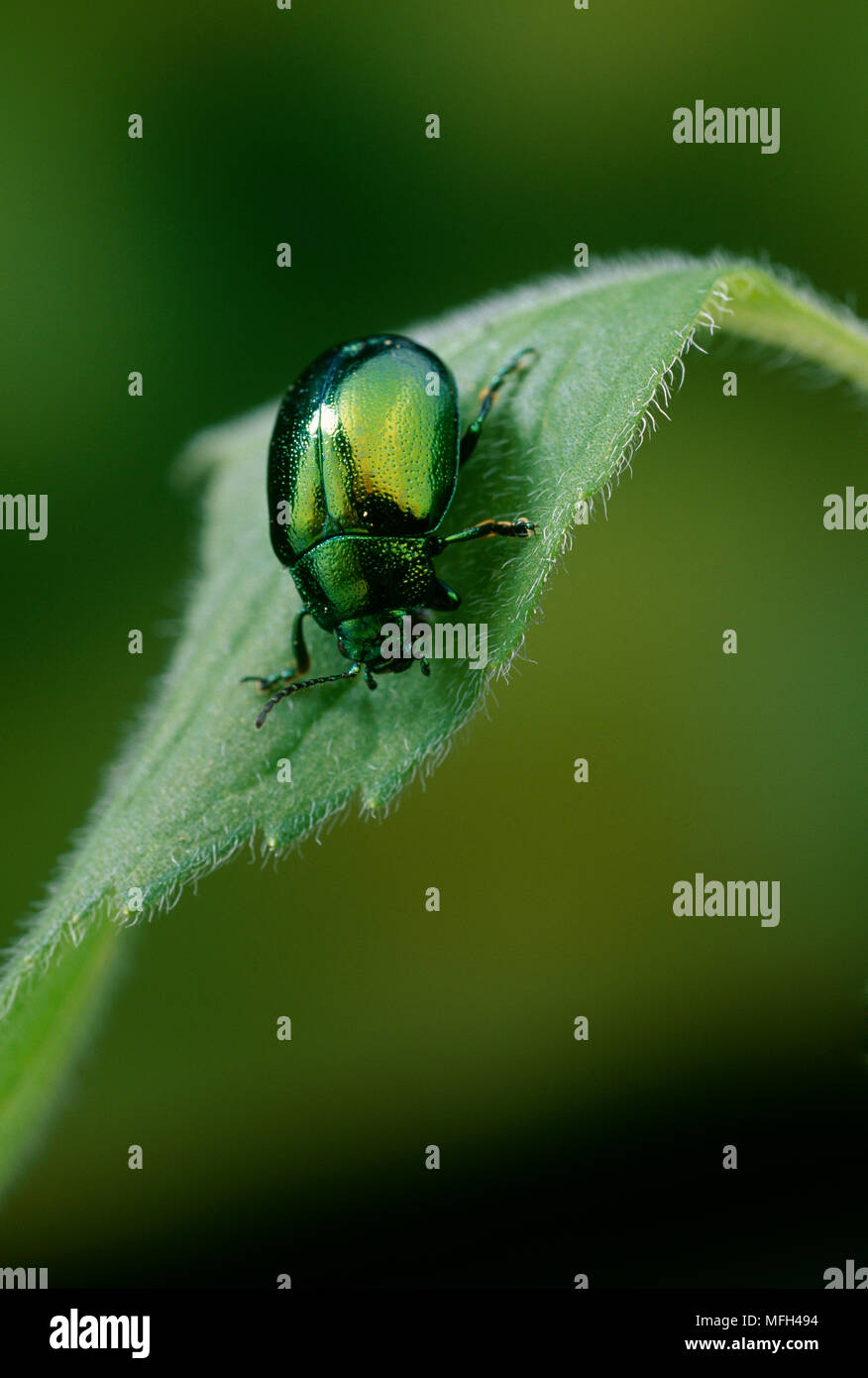 Chrysolina sp hi-res stock photography and images - Alamy