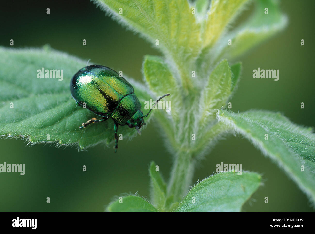 Chrysolina sp hi-res stock photography and images - Alamy