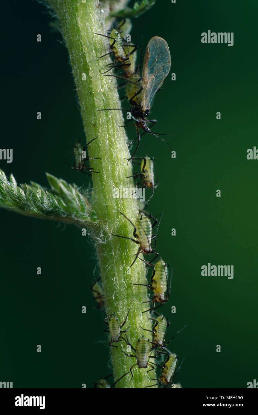 GREEN APHIDS or GREENFLY Winged & wingless on mint stem Stock Photo - Alamy