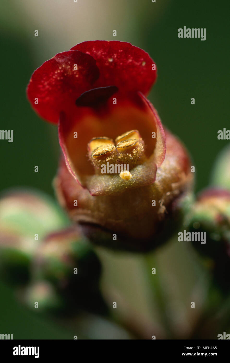 WATER FIGWORT Scrophularia auriculata flower, close detail Stock Photo ...