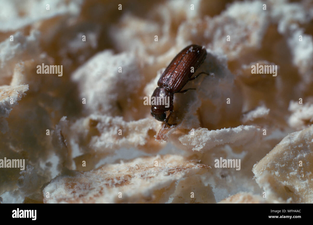 Flour beetles hi-res stock photography and images - Alamy