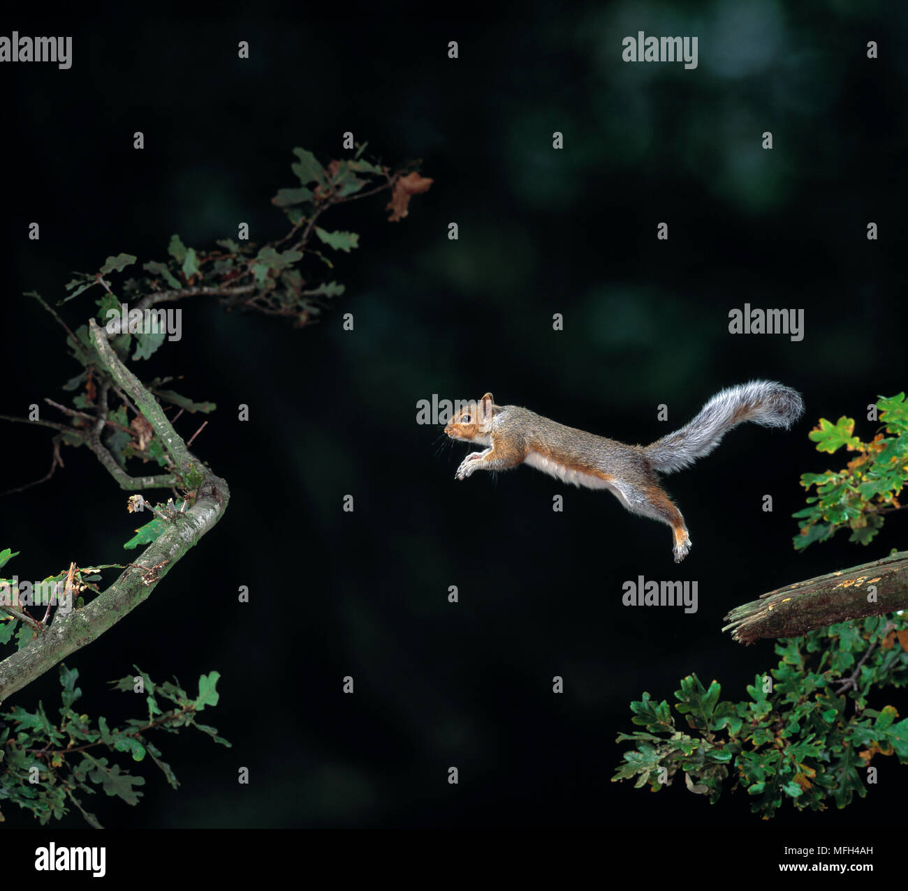 Squirrel jumping from tree tree hi-res stock photography and images - Alamy