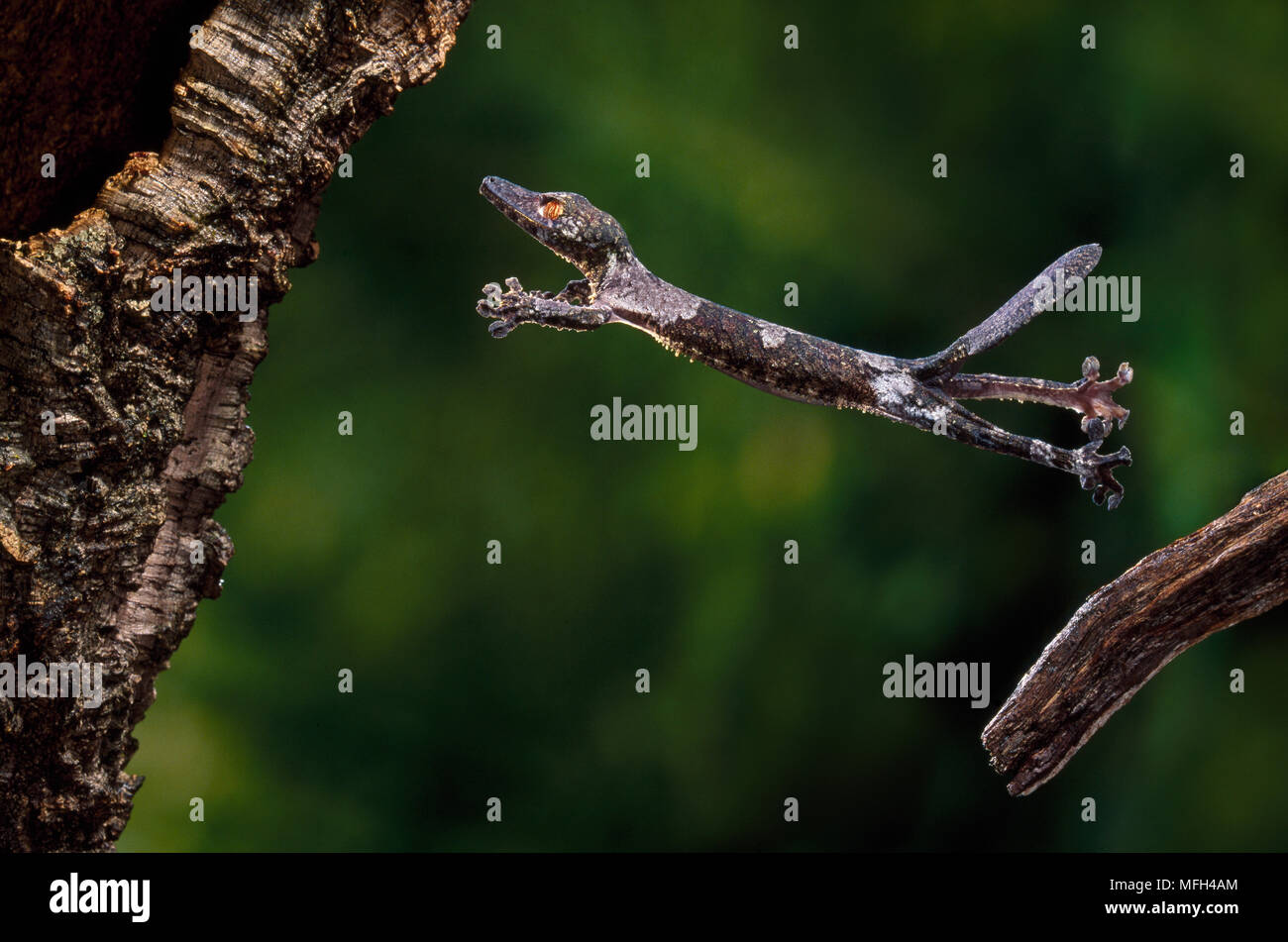 Jumping gecko hi-res stock photography and images - Alamy