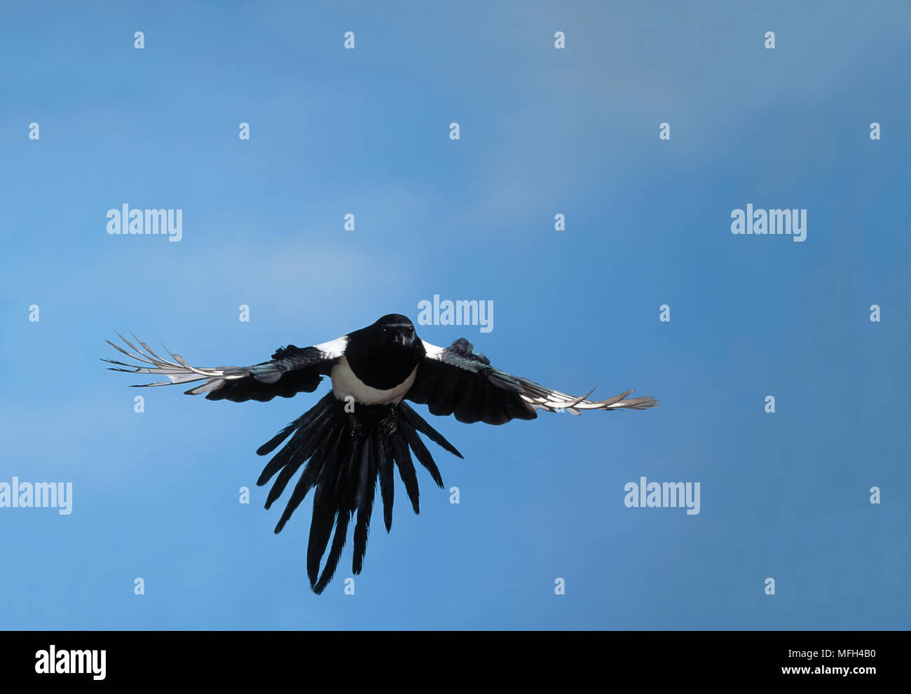 Magpies flying hi-res stock photography and images - Alamy