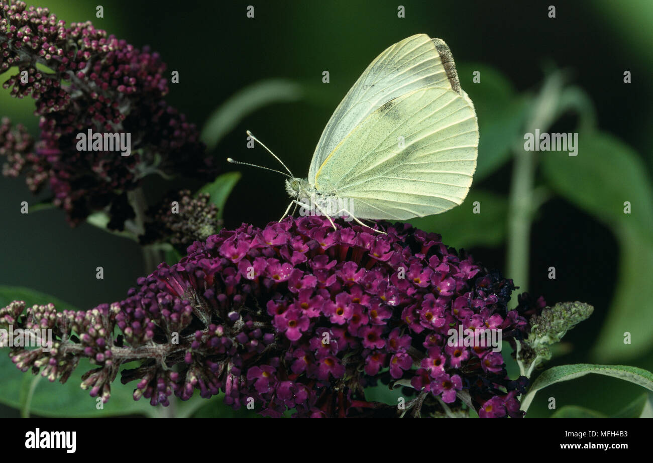 LARGE WHITE BUTTERFLY Pieris brassicae on Buddleia Stock Photo - Alamy